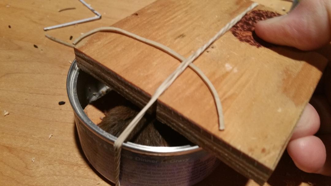 My Mouse Trap Designs – Gracie Bonsai